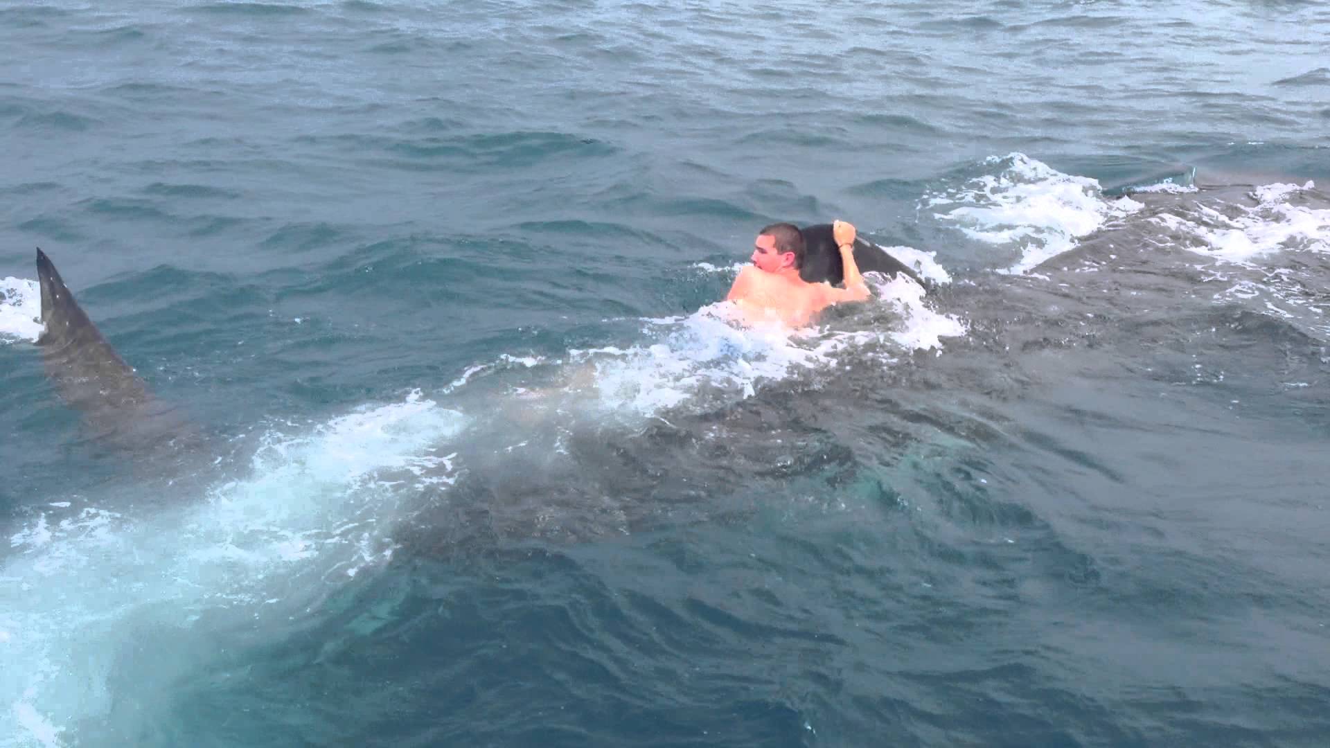 whale shark riding youtube – Wander More